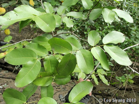 Urban Forest: Virgin trip to Mandai Mangroves